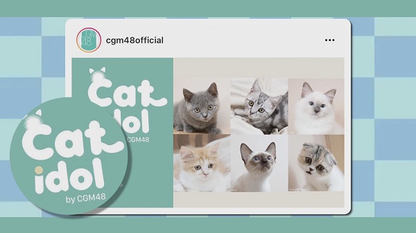 ทาสแมวห้ามพลาด CAT IDOL by CGM48 ภารกิจดันเจ้าแมวให้แจ้งเกิด (มีคลิป)